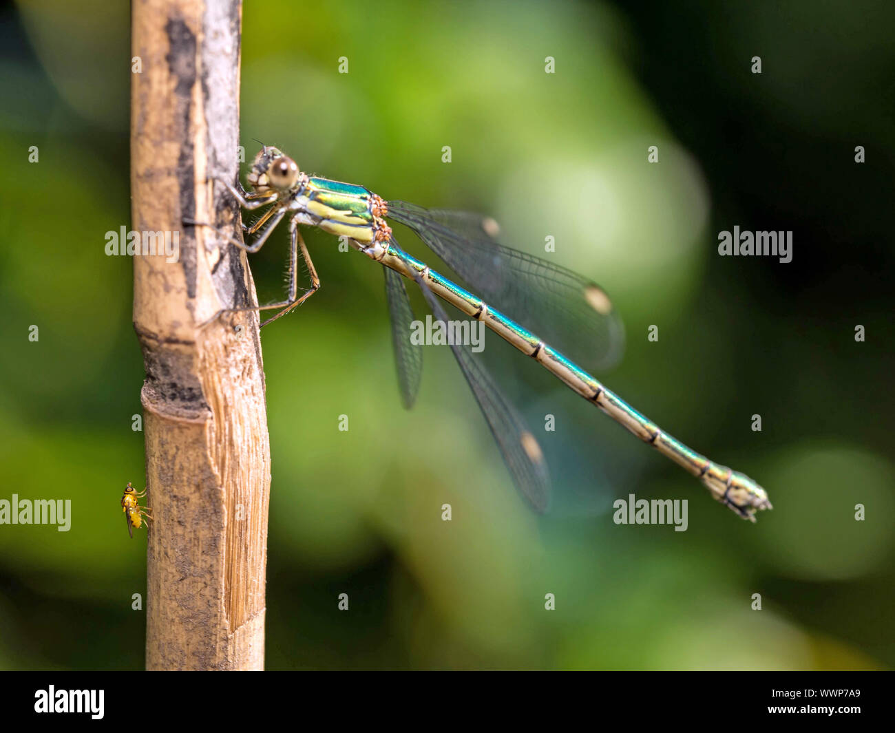 southern emerald damselfly Stock Photo - Alamy