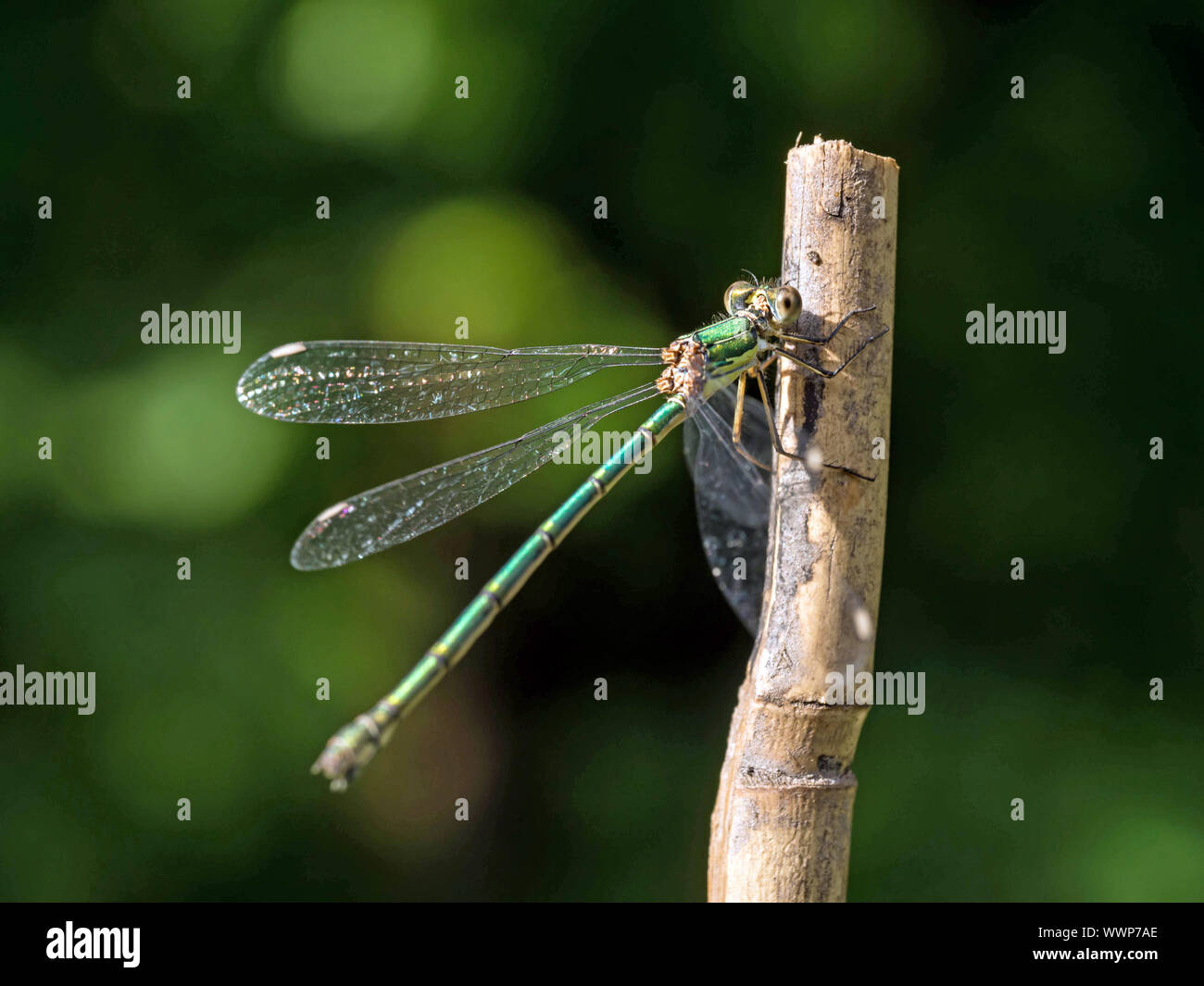 southern emerald damselfly Stock Photo - Alamy