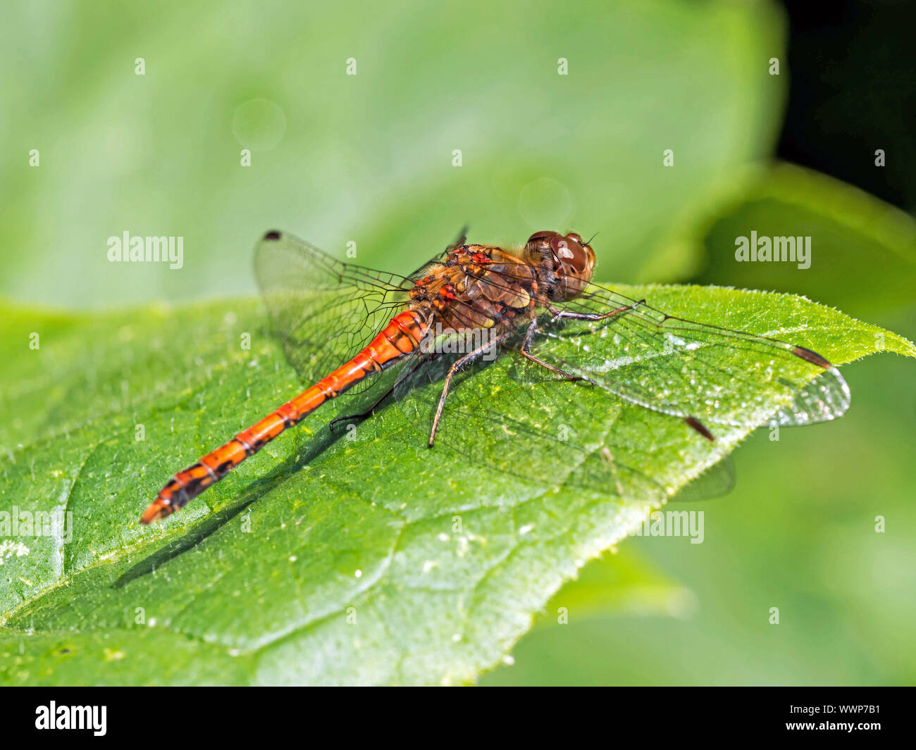 Common vagrant hi-res stock photography and images - Alamy