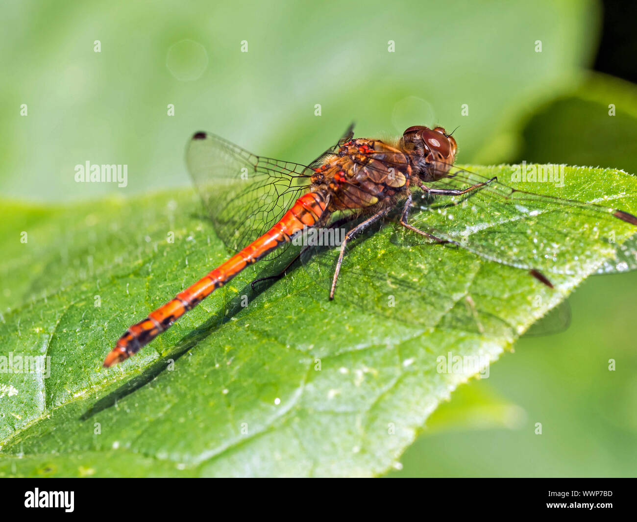 Common vagrant hi-res stock photography and images - Alamy