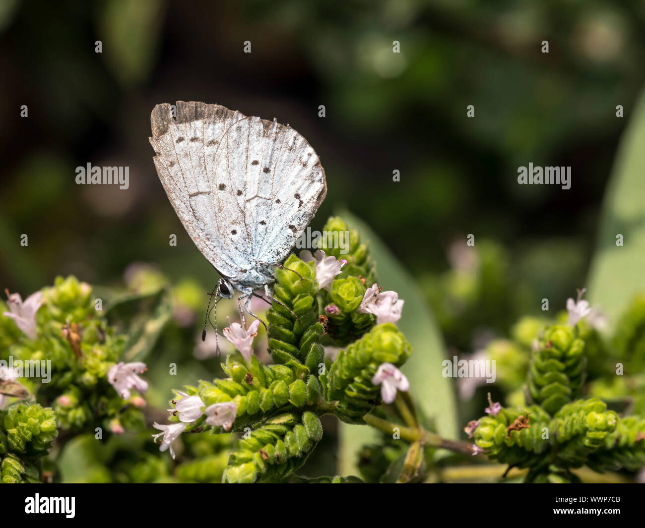 Holly blue hi-res stock photography and images - Alamy