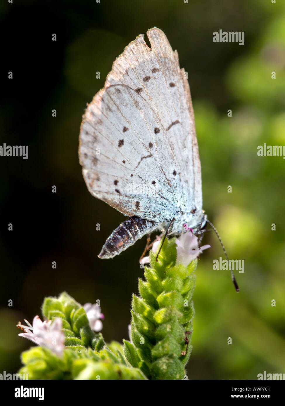 Holly Blue High Resolution Stock Photography and Images - Alamy