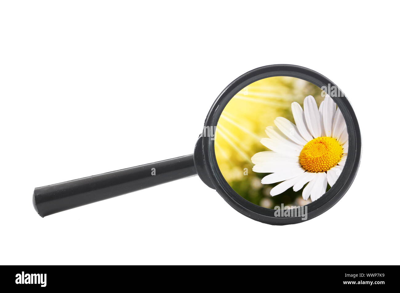 Magnifying glass flower Cut Out Stock Images & Pictures - Alamy
