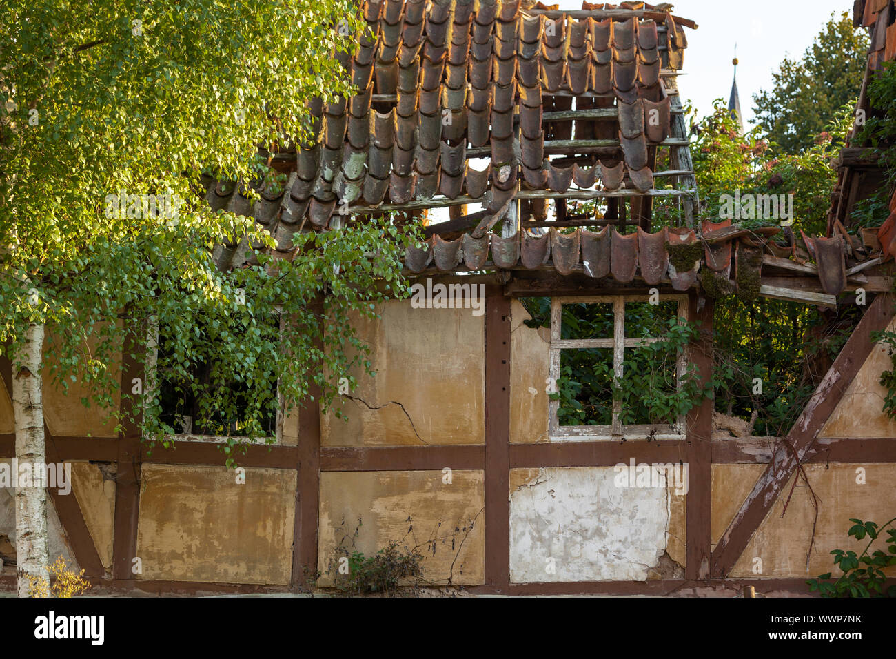 Dilapidated tree hi-res stock photography and images - Alamy