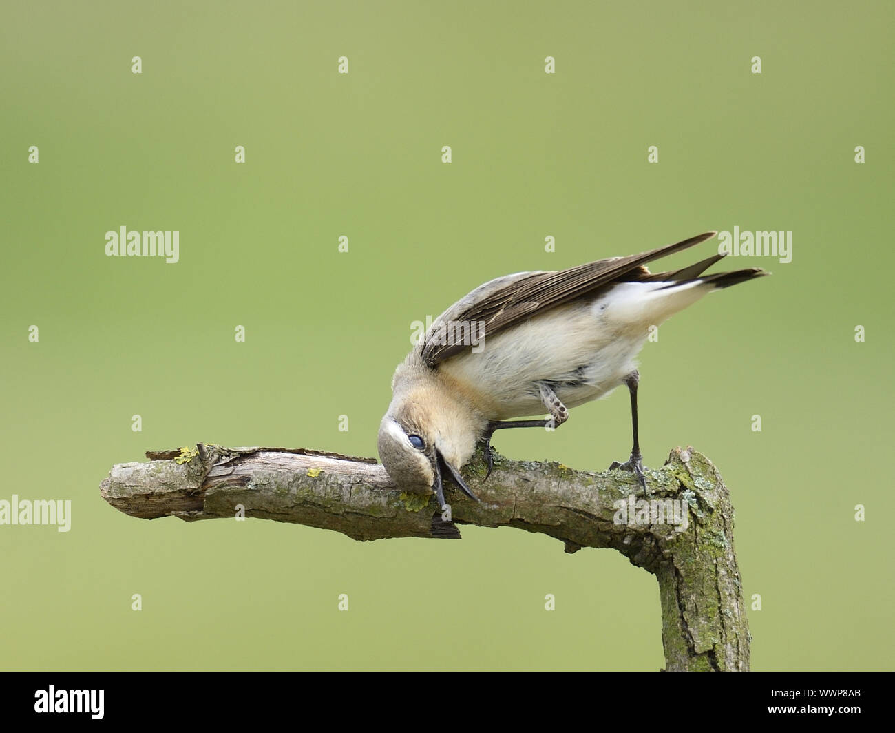 Wheatear northern hi-res stock photography and images - Alamy