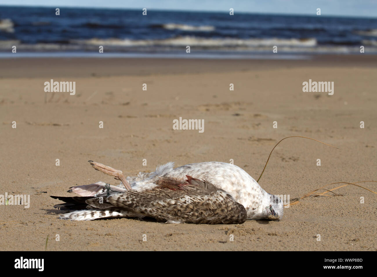 seagull dies in a trap from the thrown line Stock Photo - Alamy
