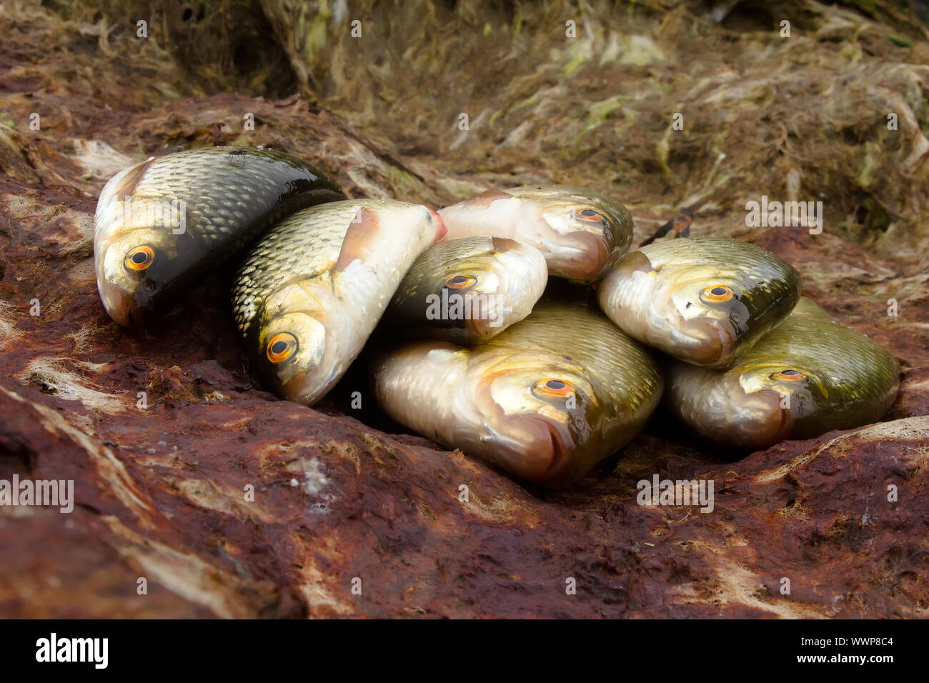 Silver catch hi-res stock photography and images - Alamy