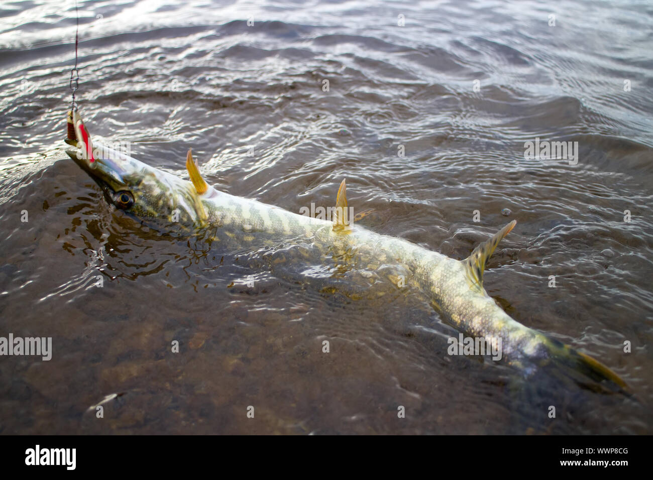 Jackfish river hi-res stock photography and images - Alamy