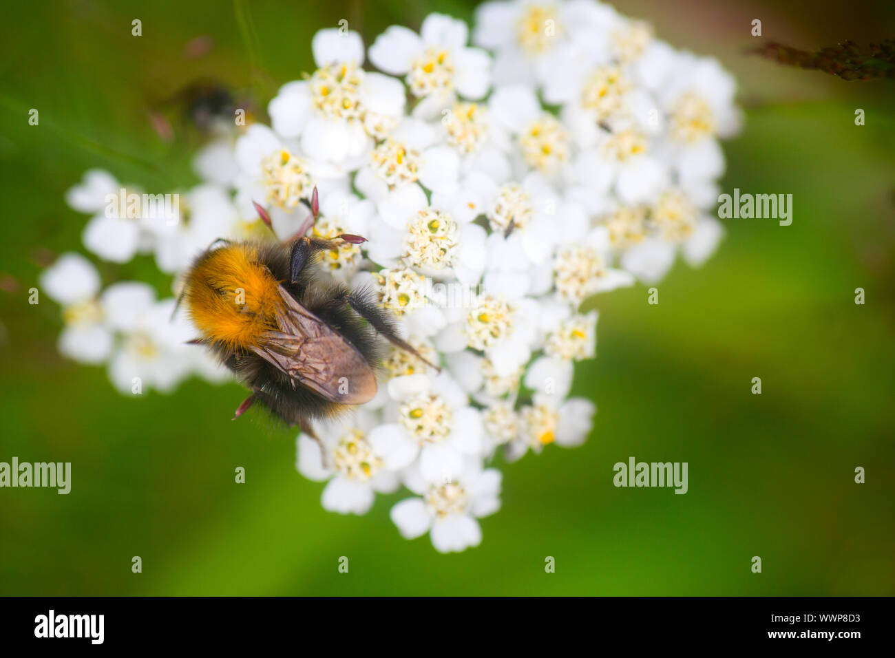 Bumblebee sedum hi-res stock photography and images - Alamy
