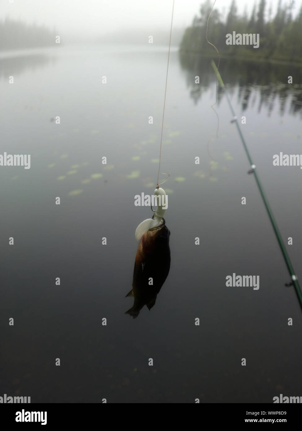 Black bass hi-res stock photography and images - Alamy