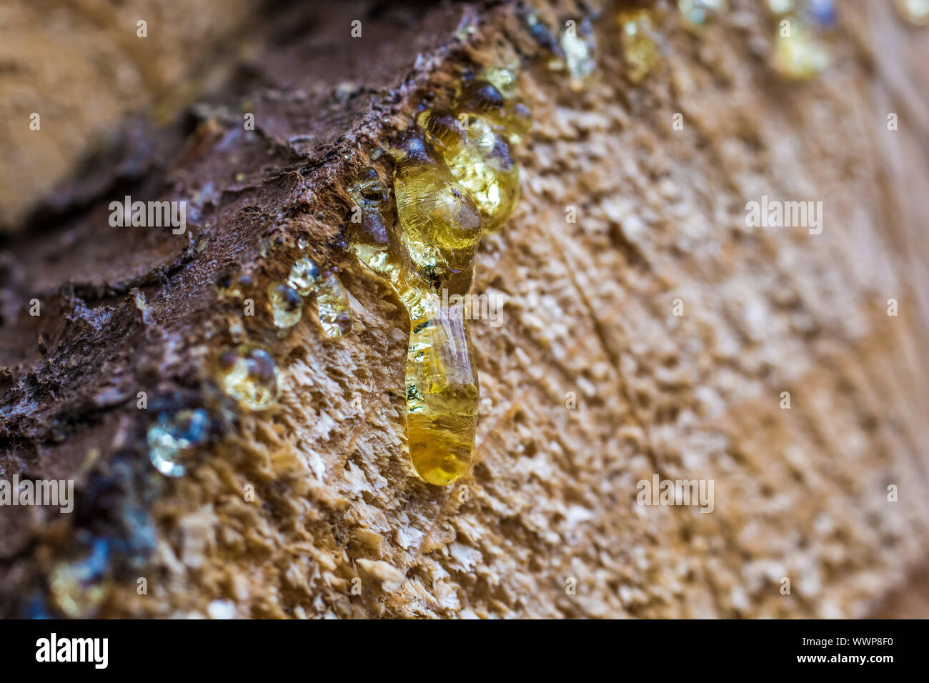 Natural resin hi-res stock photography and images - Alamy