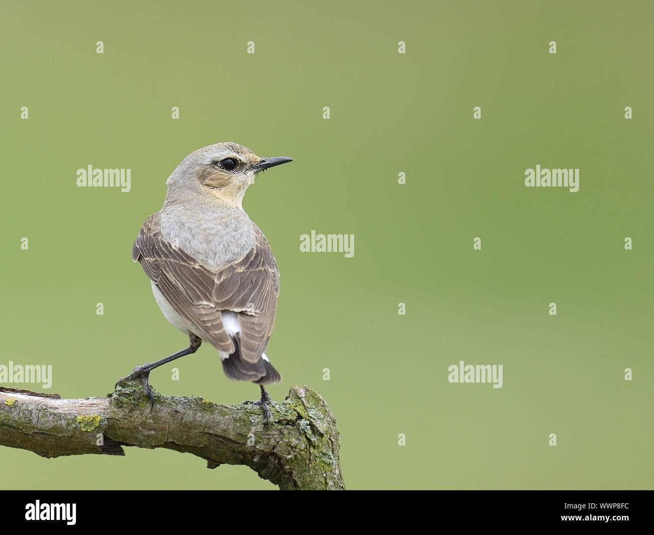 Wheatear species hi-res stock photography and images - Alamy