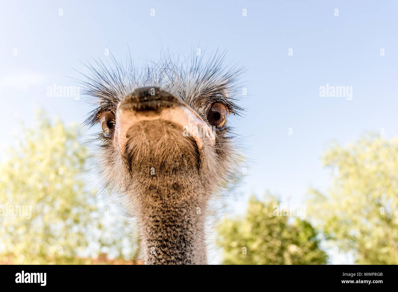 Funny looking bird Stock Photo - Alamy