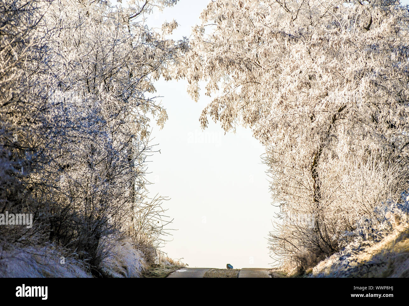 Frozen trees picture a gate over the road Stock Photo - Alamy