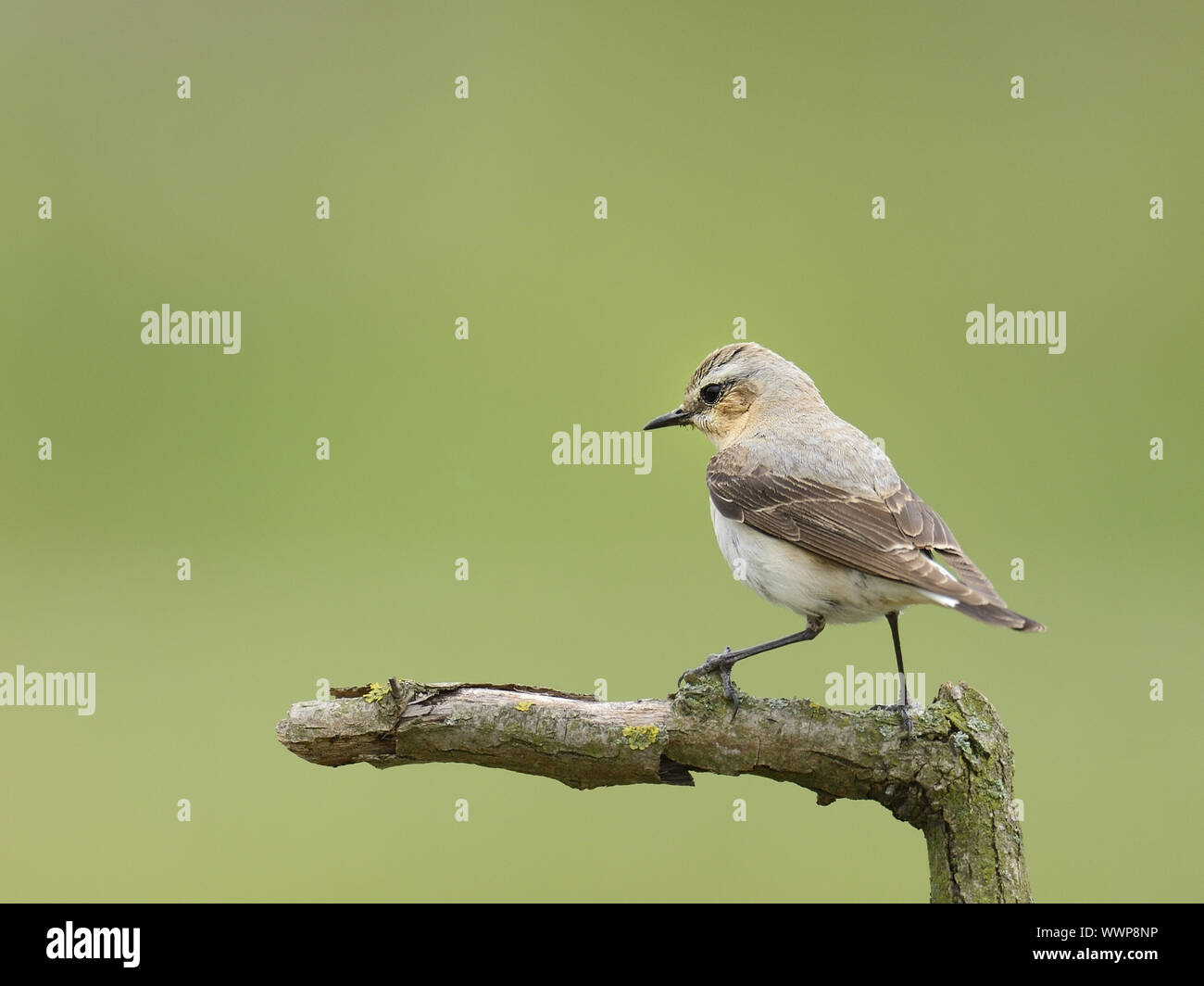 Wheatear northern hi-res stock photography and images - Alamy