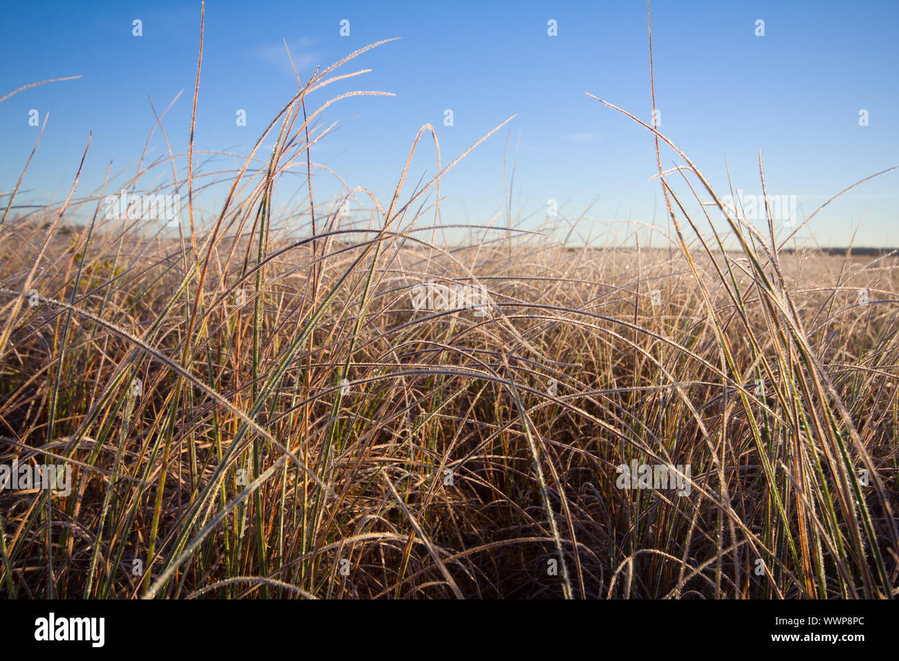 Frosty sun hi-res stock photography and images - Alamy