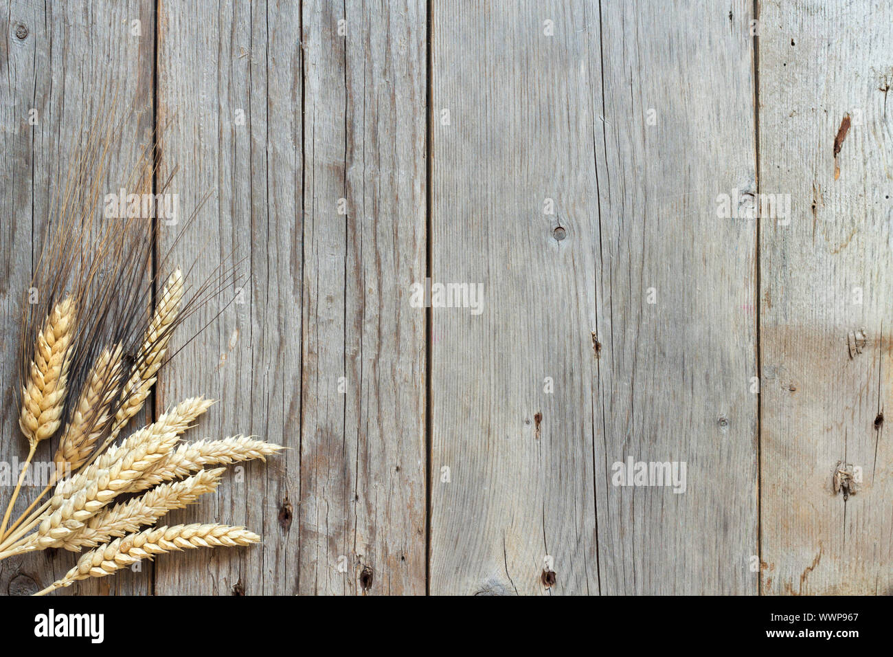 Spelt straw hi-res stock photography and images - Alamy