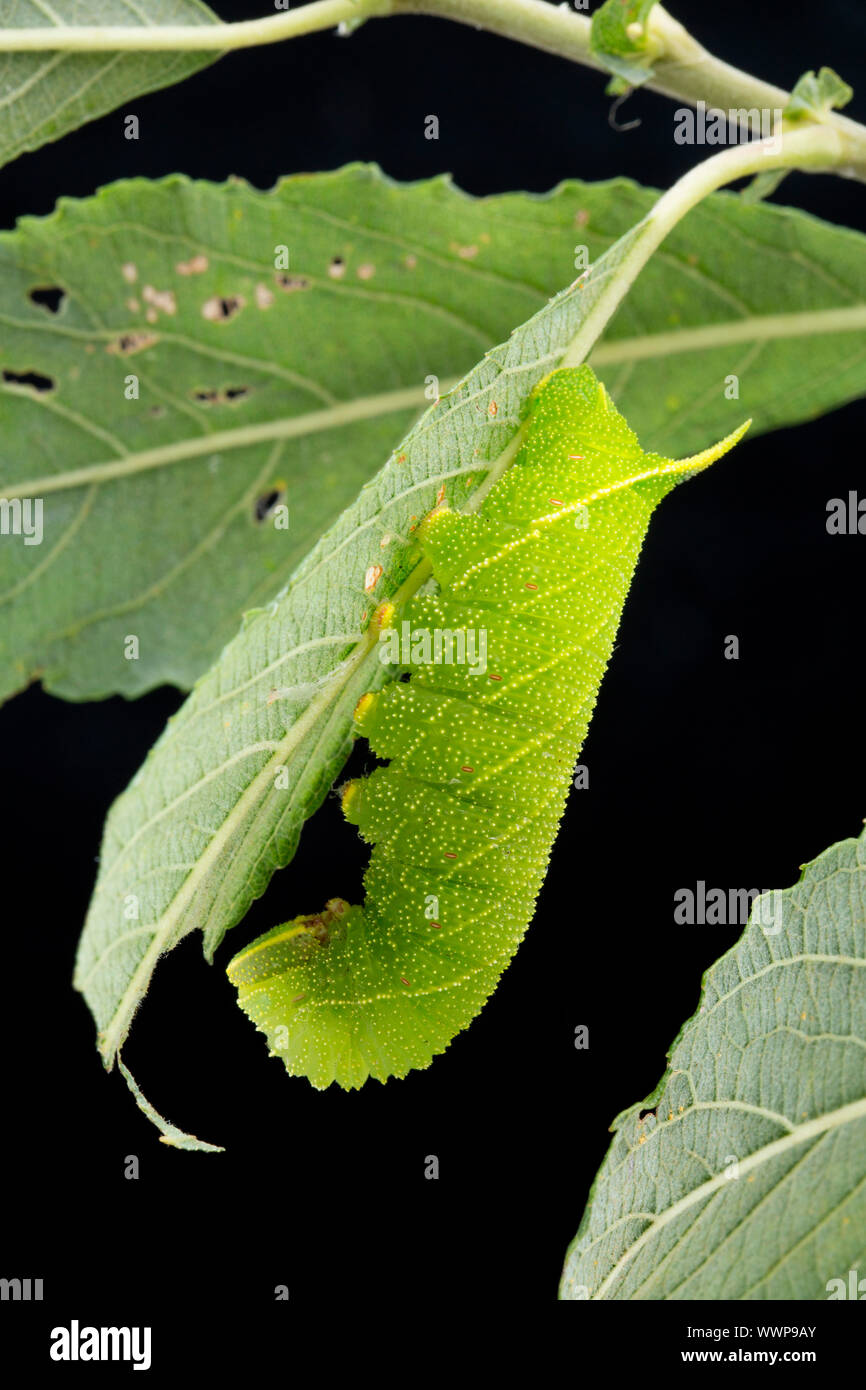 The caterpillar, or larva, of the Poplar Hawk-moth, Laothoe populi ...