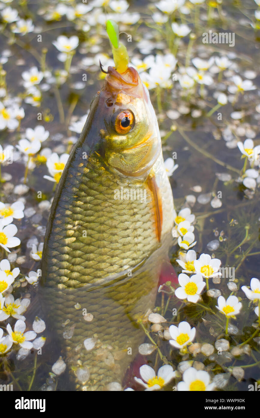 summer lake fishing Rudd fish Stock Photo - Alamy