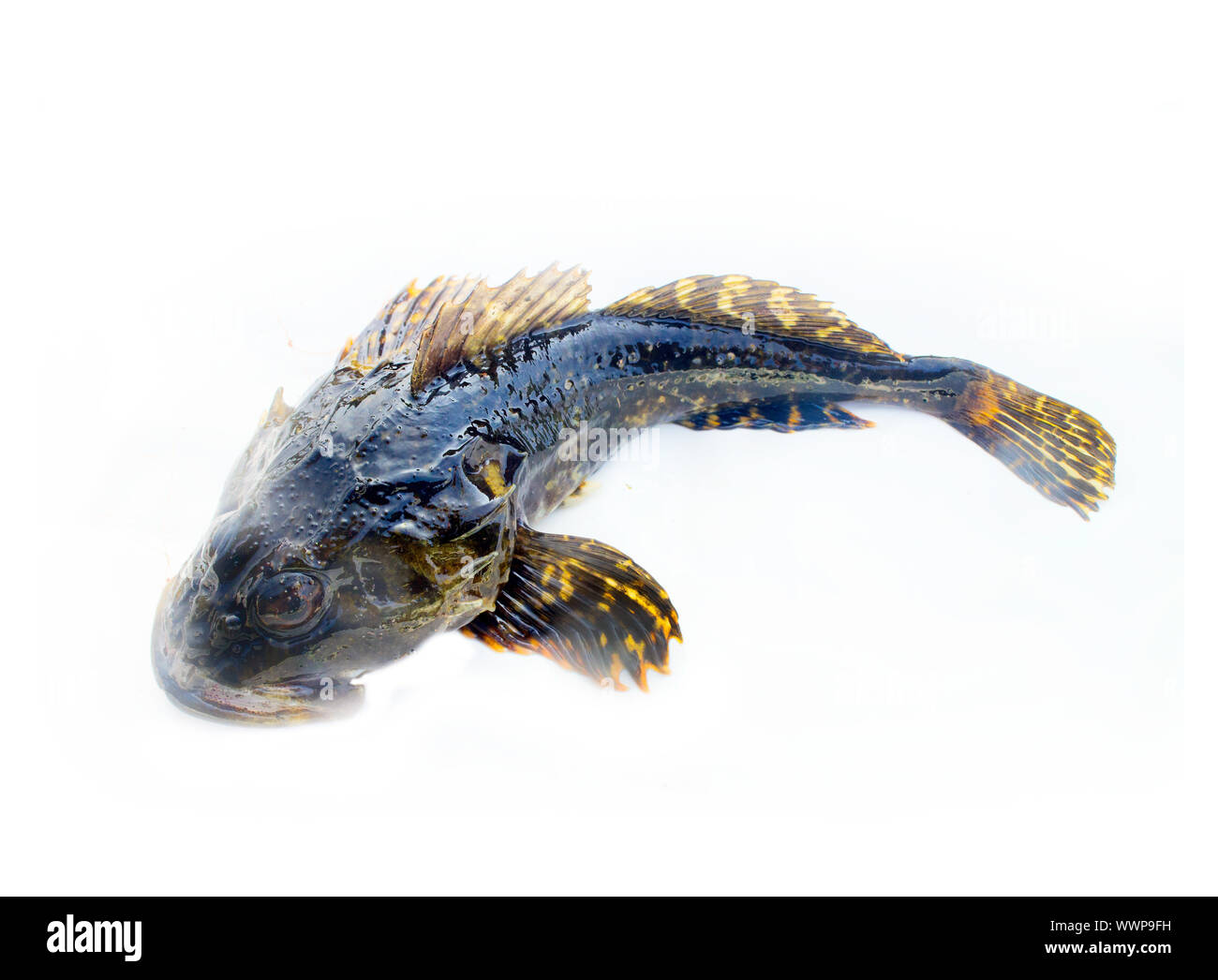 fish from the white sea on isolated Stock Photo - Alamy