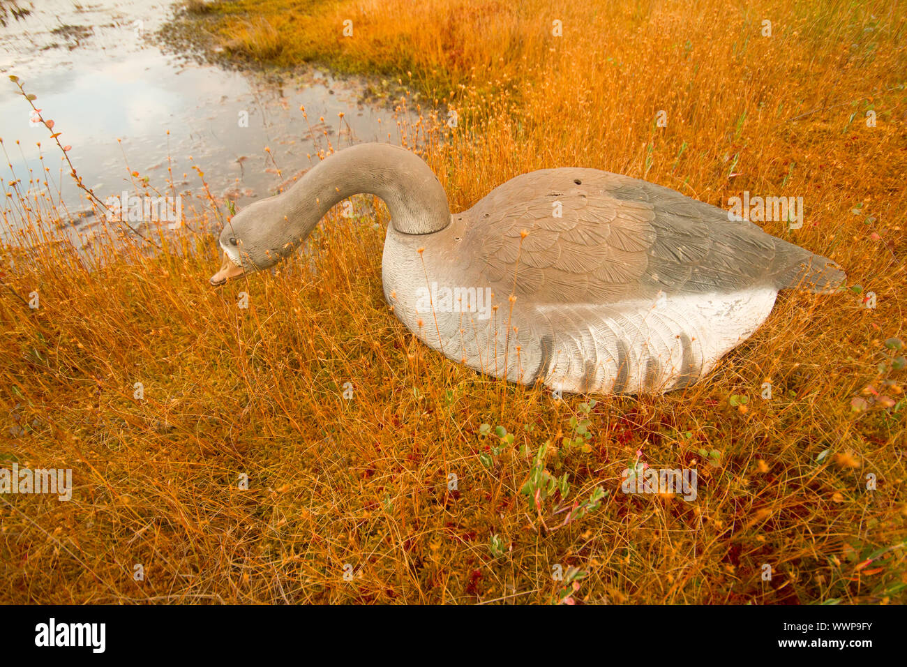 hunting on a bog with goose profile Stock Photo - Alamy