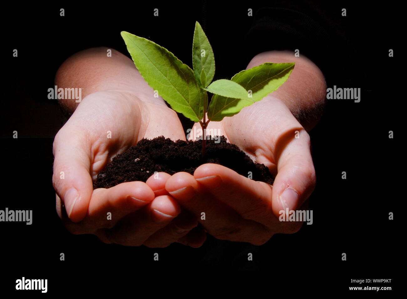 young plant in hands showing concept of environment and growth Stock ...