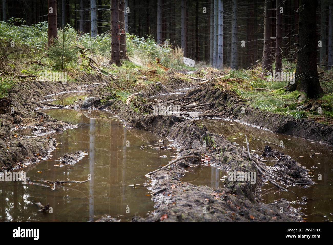 Muddy forest hi-res stock photography and images - Alamy
