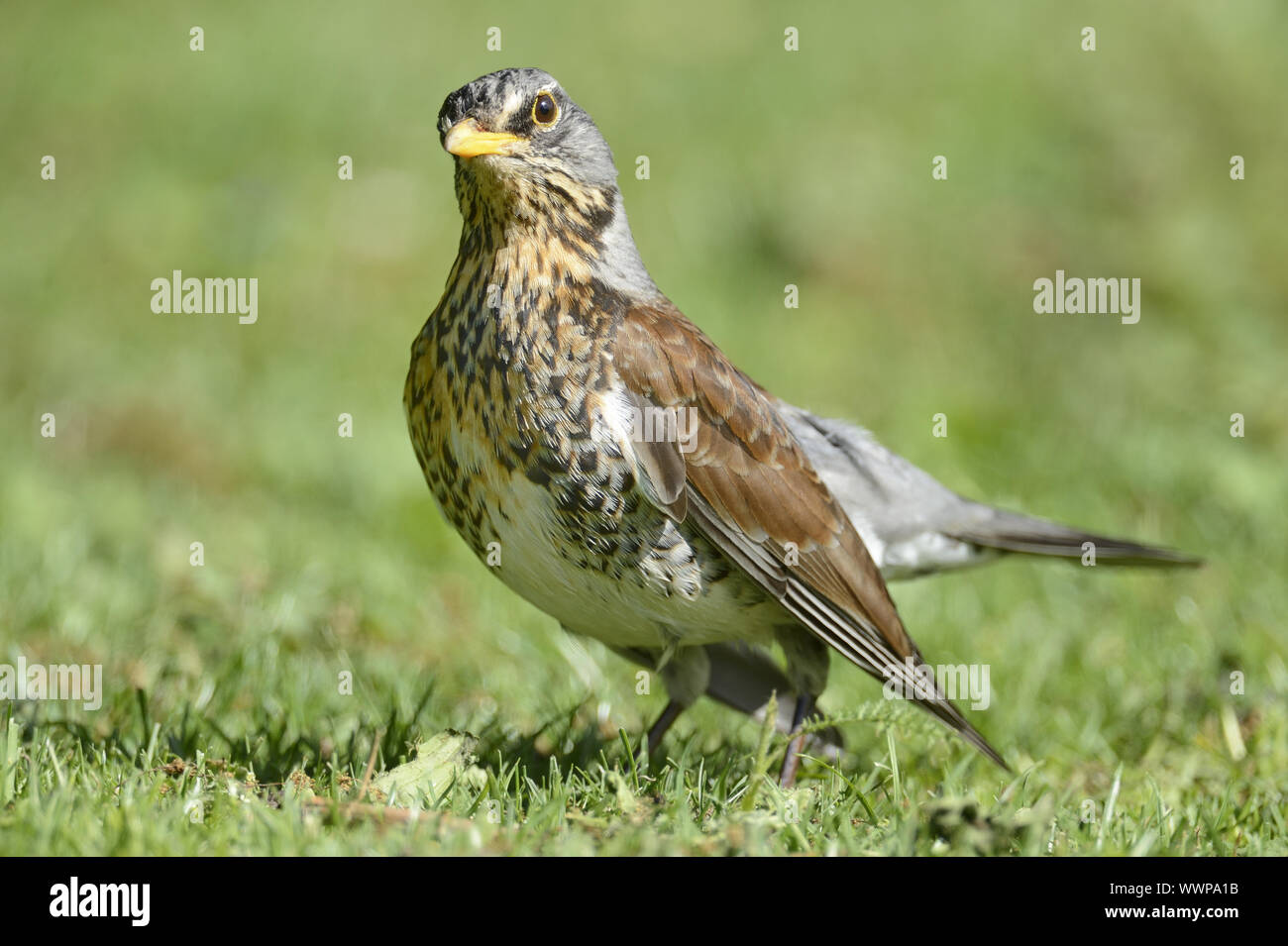 Juniper soft hi-res stock photography and images - Alamy