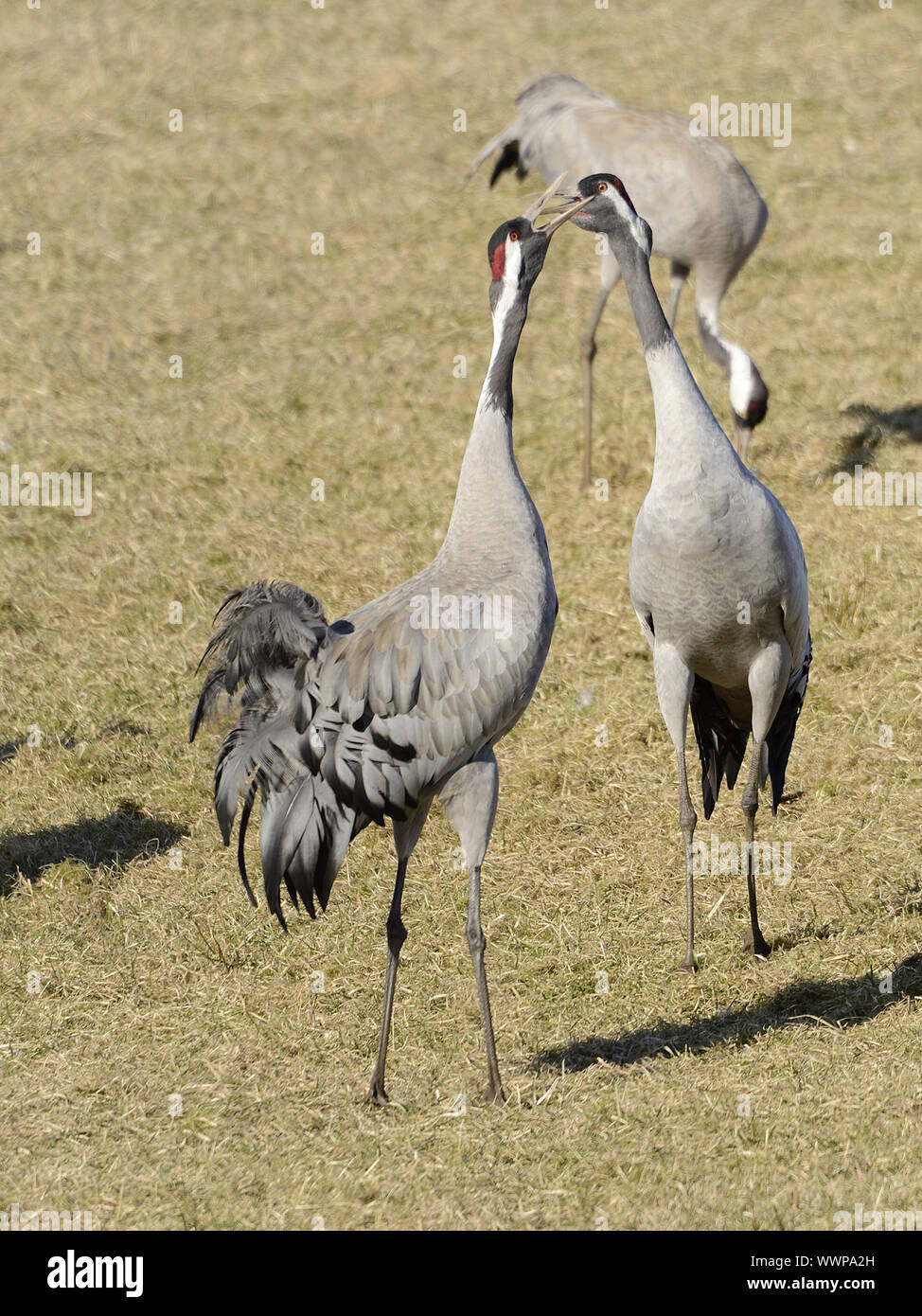 Little brown cranes hi-res stock photography and images - Alamy