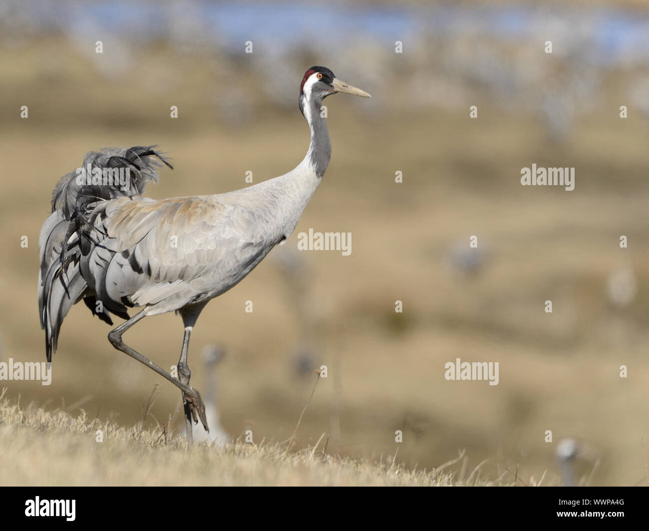 Little brown cranes hi-res stock photography and images - Alamy