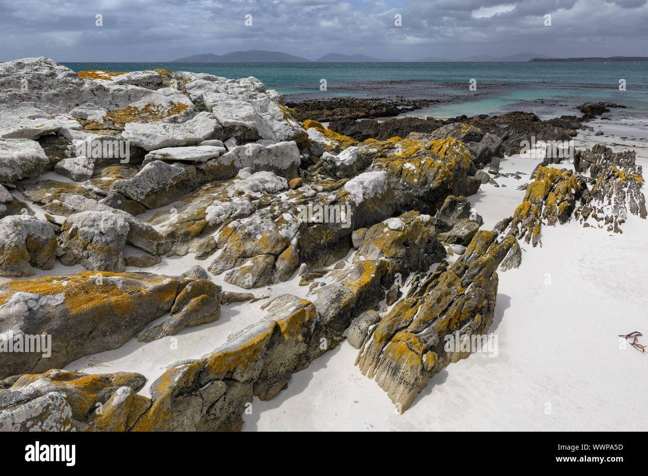 Leopard bay Carcass Island Stock Photo - Alamy