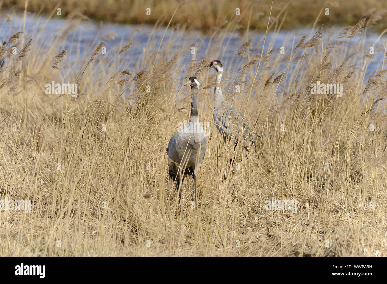 Little brown cranes hi-res stock photography and images - Alamy