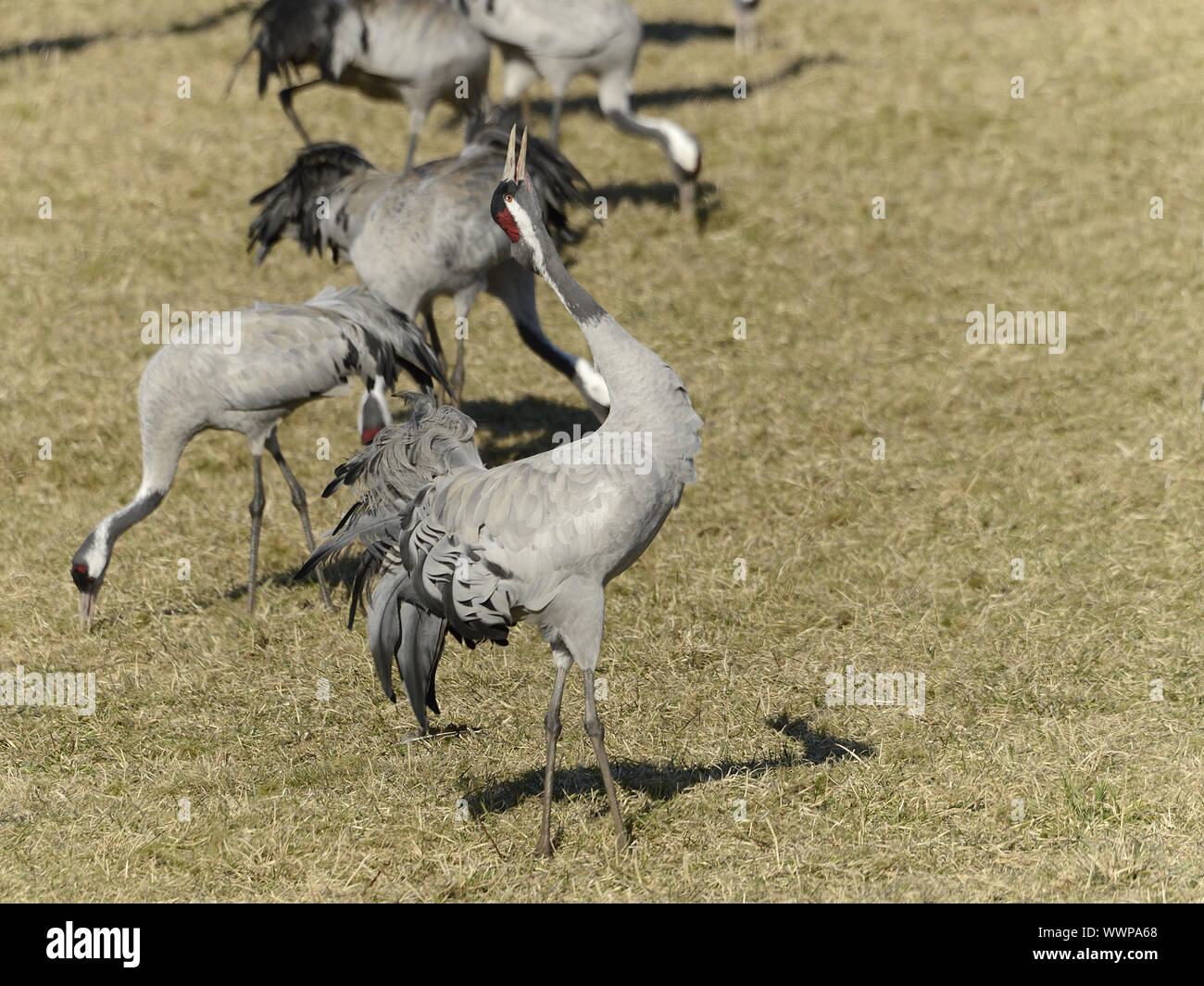 Little brown cranes hi-res stock photography and images - Alamy