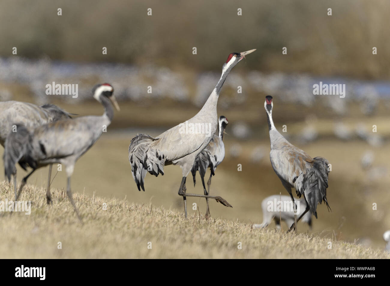 Little brown cranes hi-res stock photography and images - Alamy