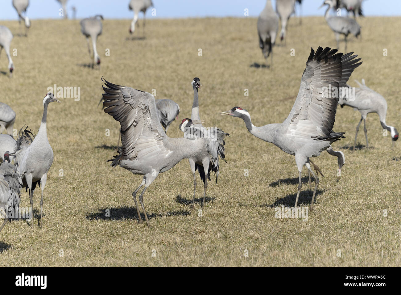 Birds florida cranes hi-res stock photography and images - Alamy