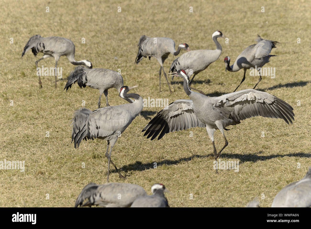 Little brown crane hi-res stock photography and images - Alamy