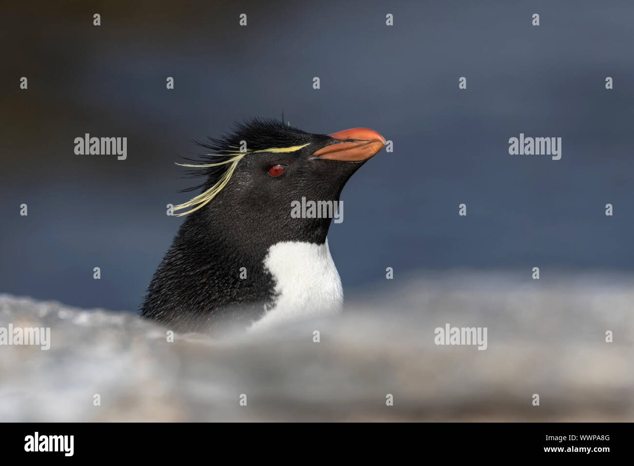 Cute penguin face hi-res stock photography and images - Alamy