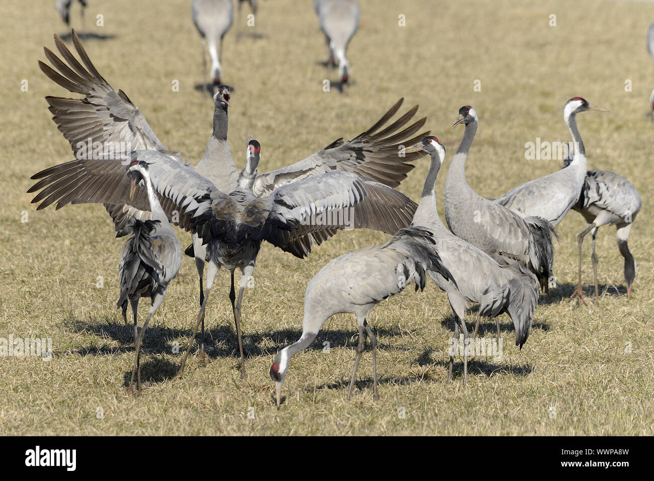 Florida cranes hi-res stock photography and images - Alamy