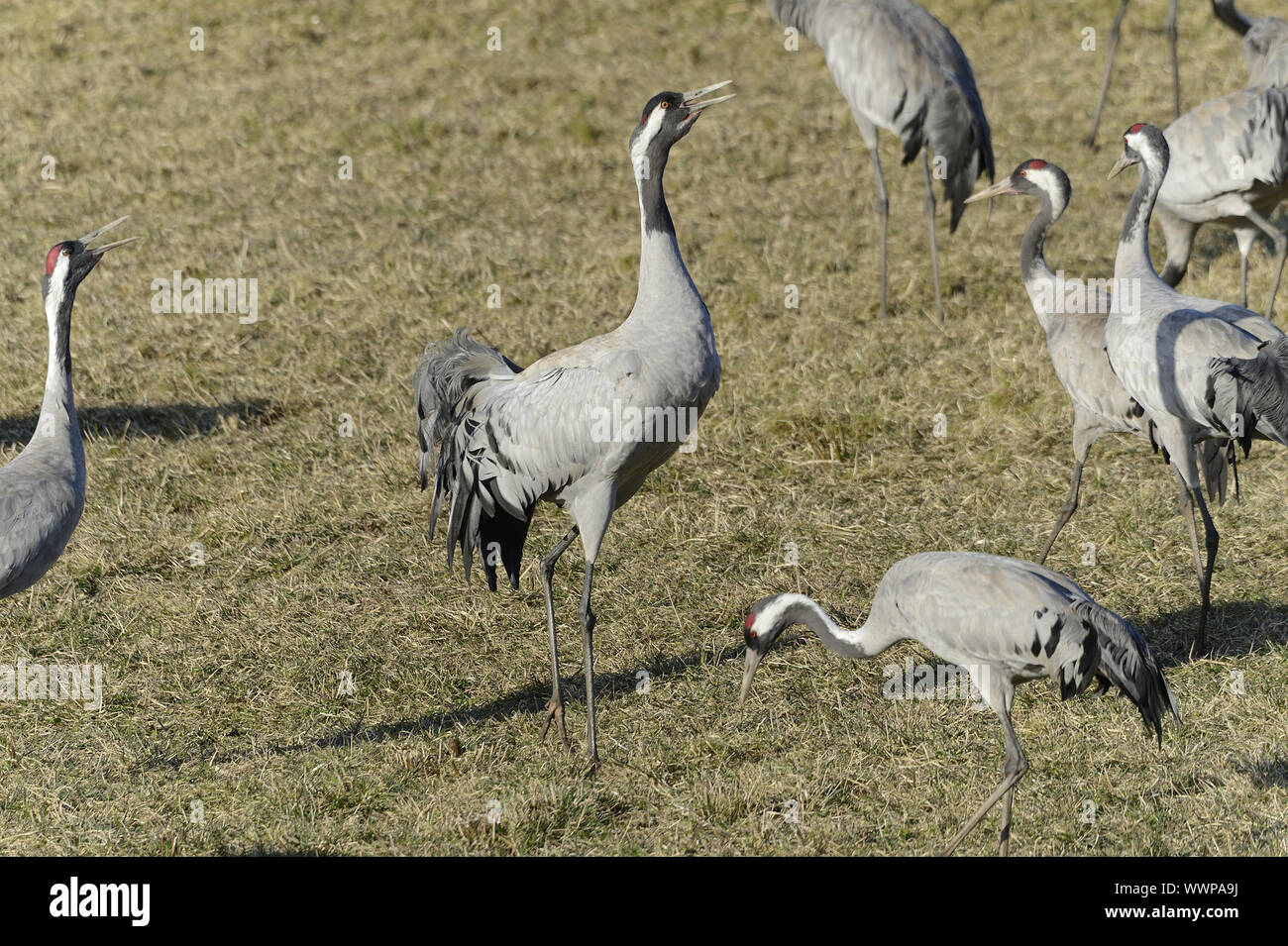 Florida crane hi-res stock photography and images - Alamy