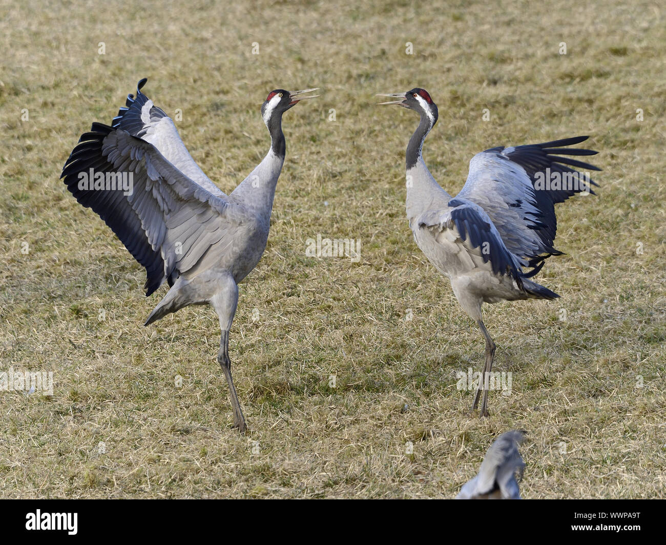 Florida crane hi-res stock photography and images - Alamy