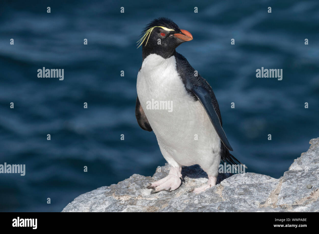 Clean penguin hi-res stock photography and images - Alamy