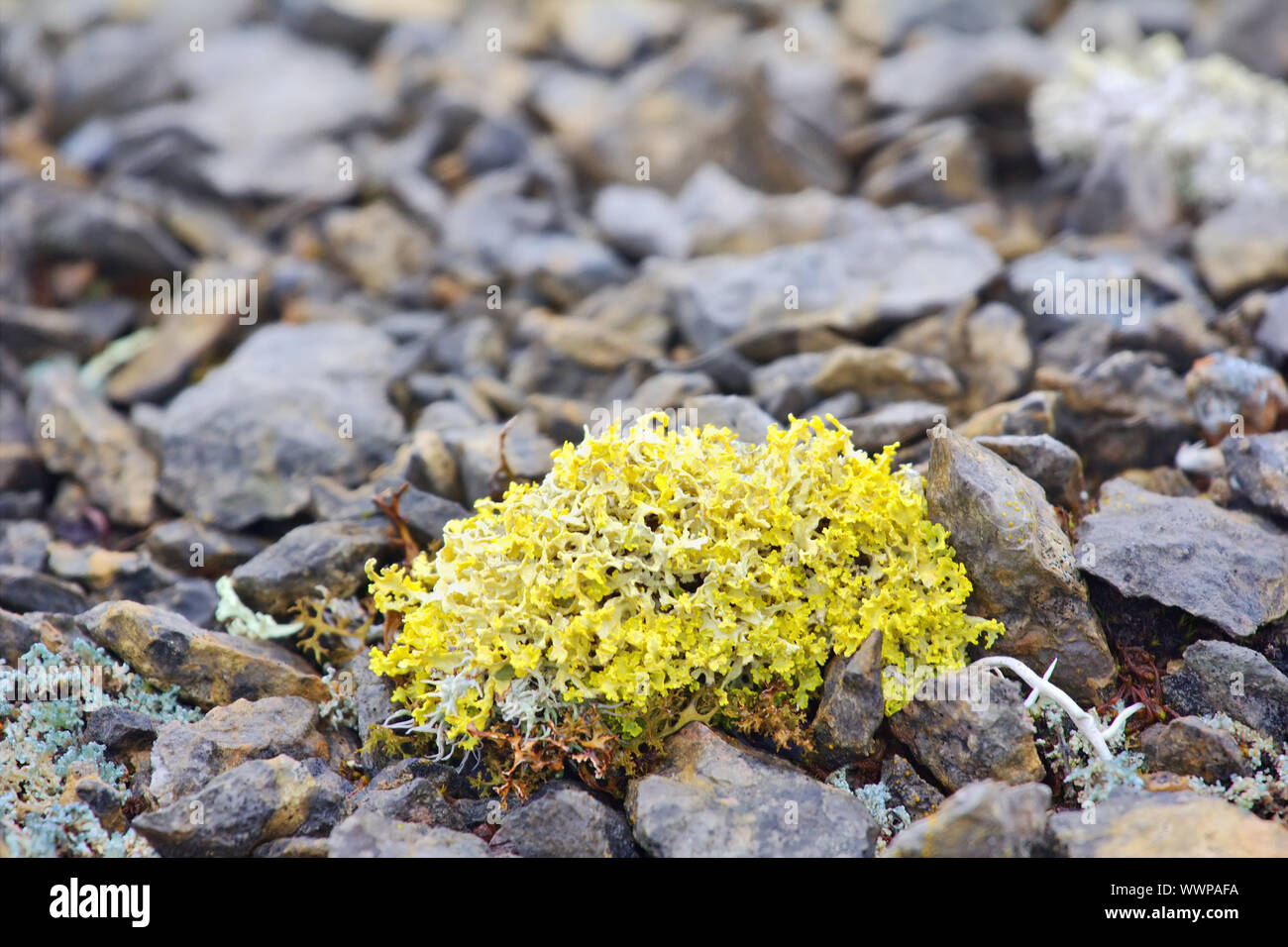 bright poisonous lichen in polar desert. Novaya Zemlya archipelago ...