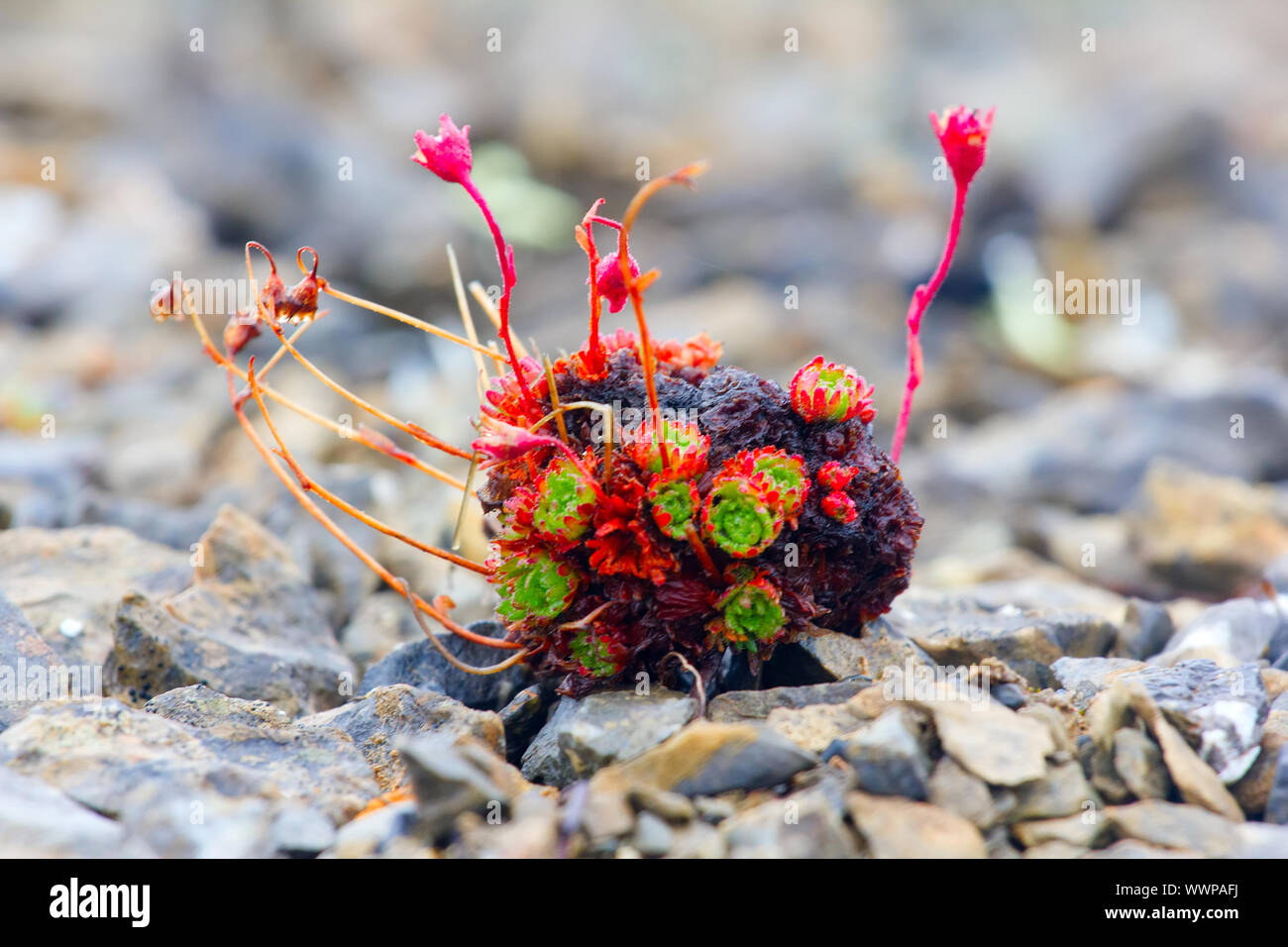 Amazing life forms in arctic desert - stem tuber Stock Photo - Alamy