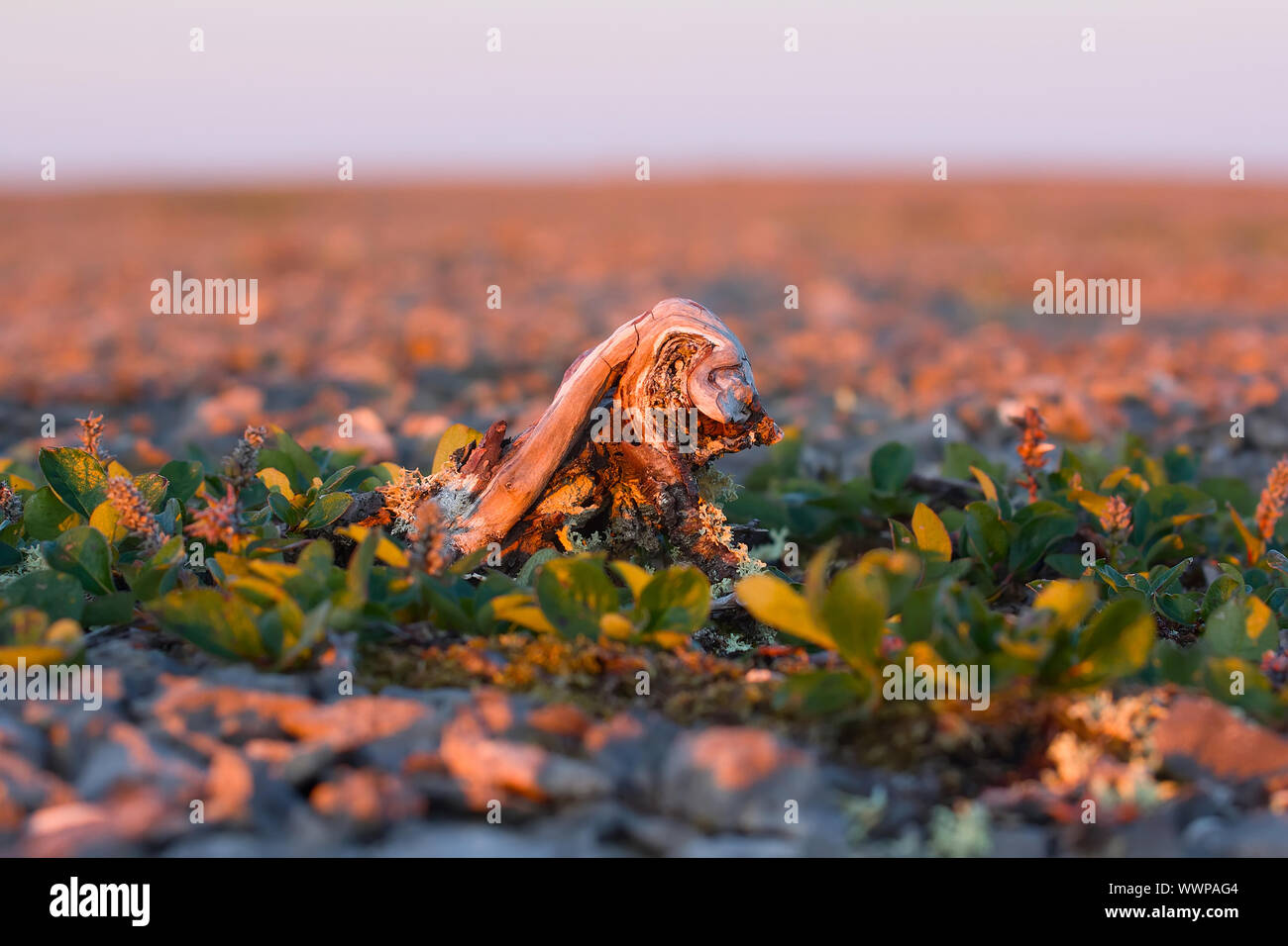 Arctic tree that grows downward Stock Photo - Alamy