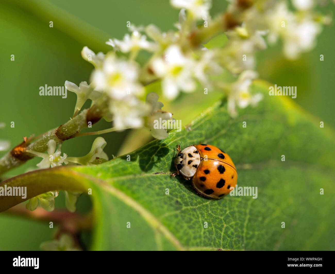 Ladybug closeup hi-res stock photography and images - Alamy