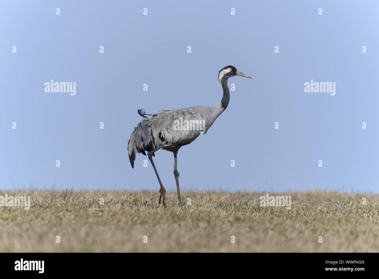 Little brown cranes hi-res stock photography and images - Alamy
