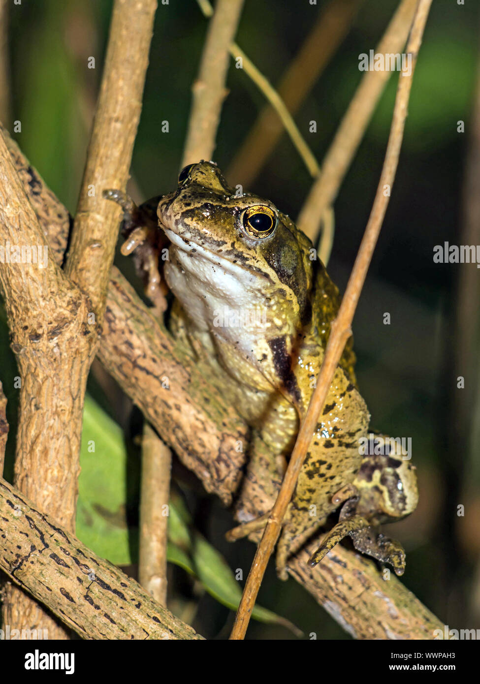 common frog (Rana temporaria Stock Photo - Alamy