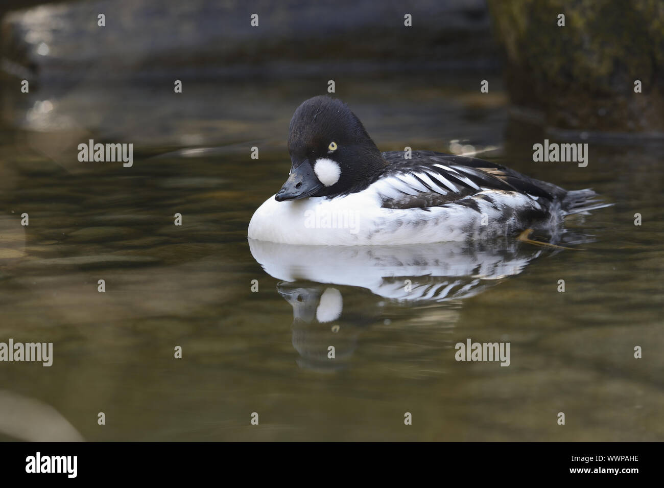 Goldeneyes courtship hi-res stock photography and images - Alamy