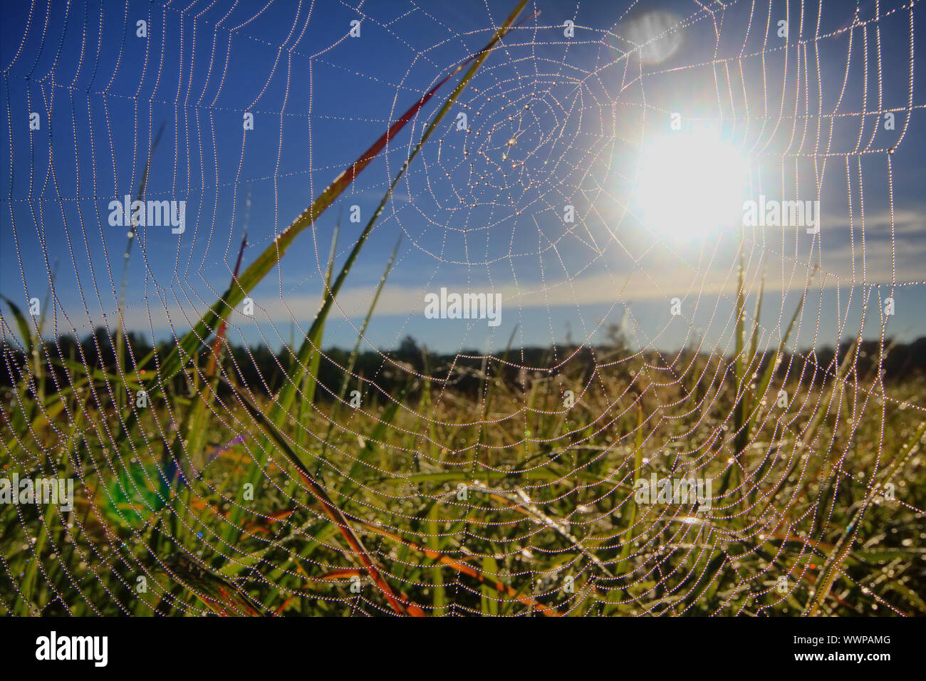 dew on spider web Stock Photo - Alamy