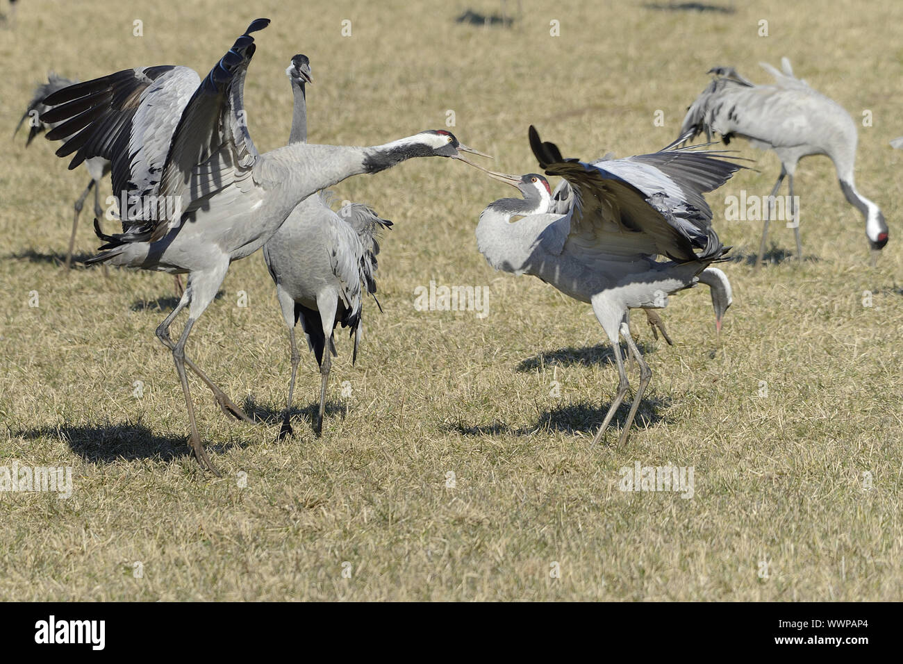 Little brown crane hi-res stock photography and images - Alamy